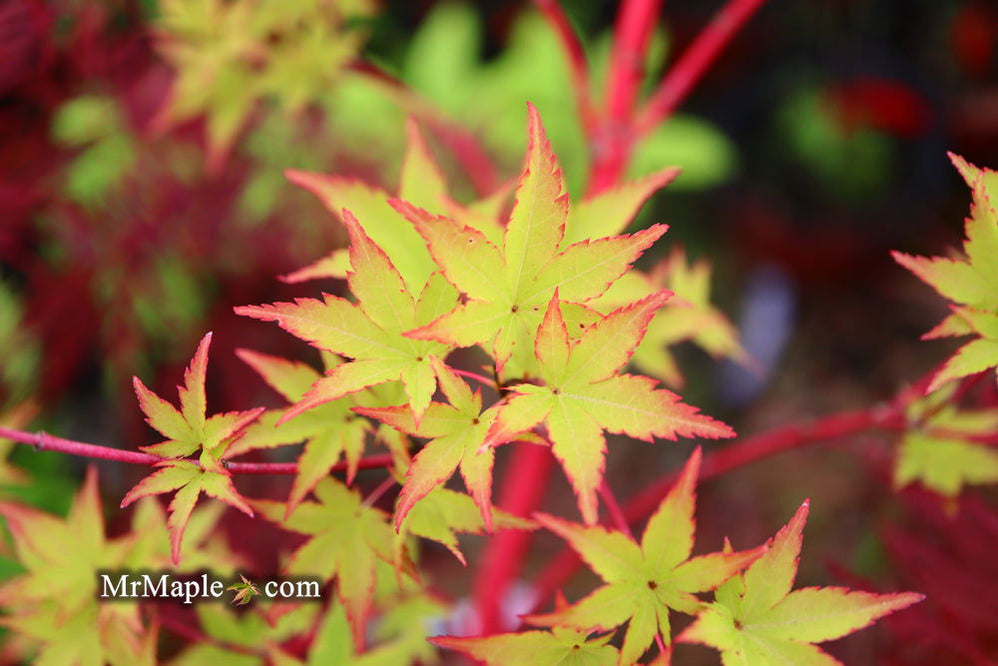 All Available Cultivars — Mr Maple │ Buy Japanese Maple Trees