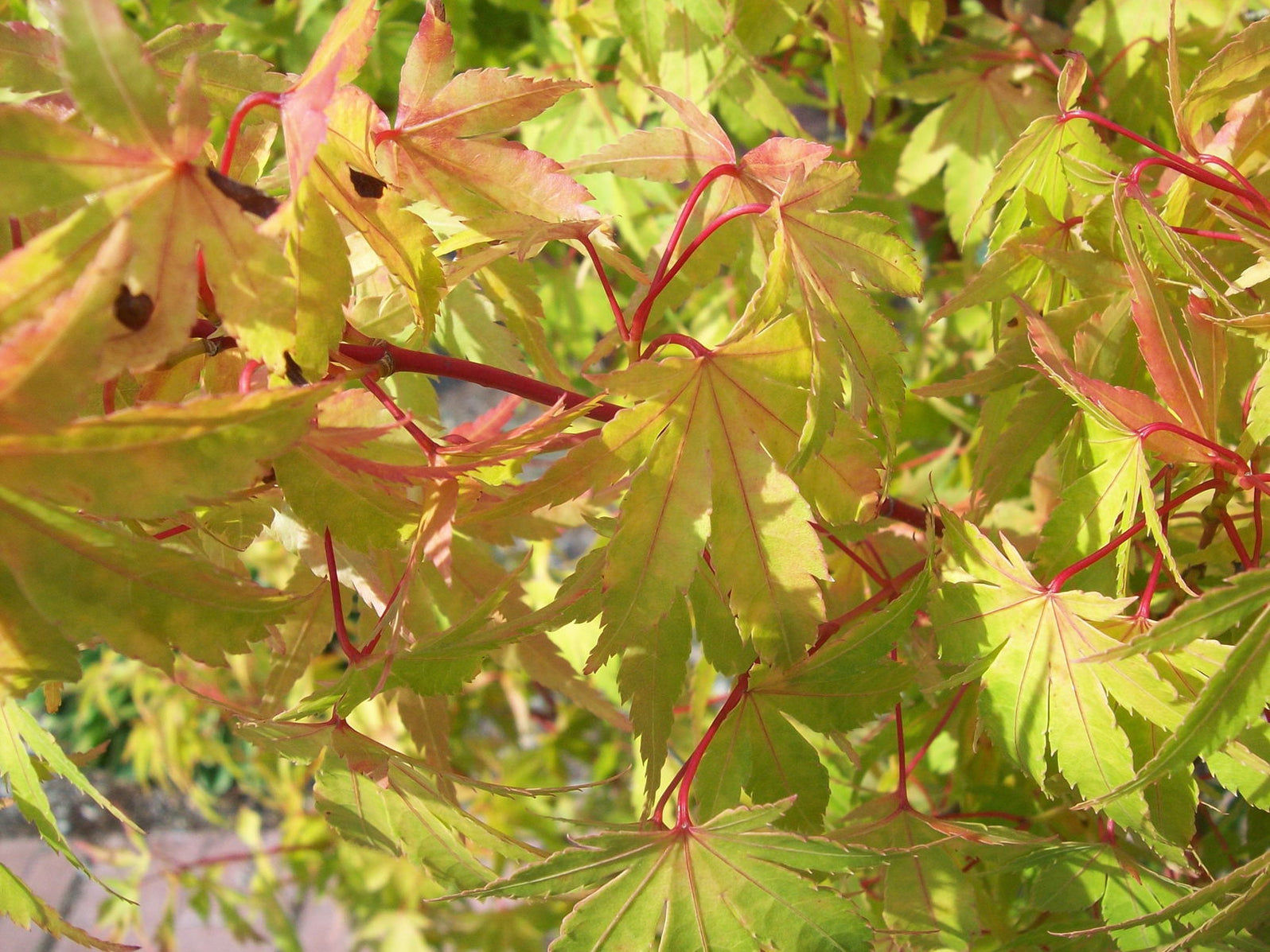 Buy Acer palmatum 'Beni kawa' Coral Bark Japanese Maple — Mr Maple ...