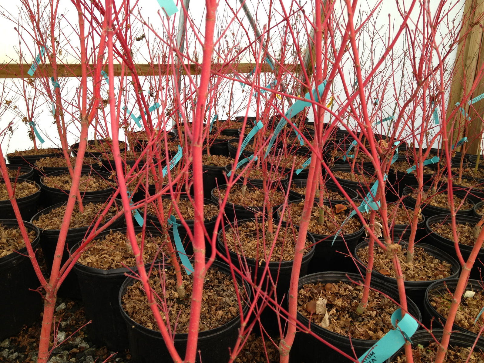 Buy Acer palmatum 'Beni kawa' Coral Bark Japanese Maple — Mr Maple ...