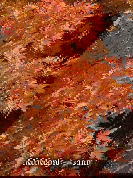 Buy Acer palmatum 'Beni kawa' Coral Bark Japanese Maple — Mr Maple ...