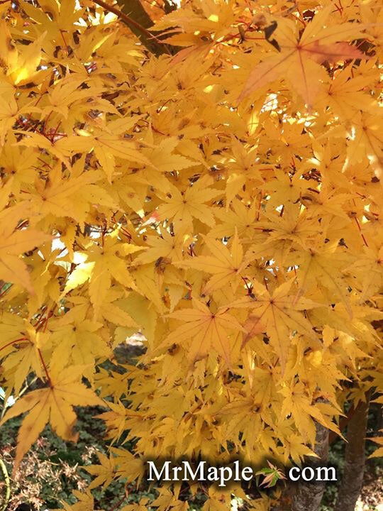 Buy Acer palmatum 'Beni kawa' Coral Bark Japanese Maple — Mr Maple ...