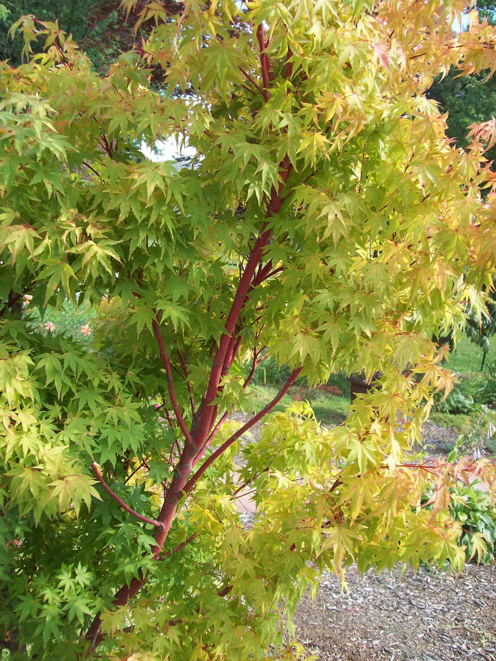 Buy Acer palmatum 'Beni kawa' Coral Bark Japanese Maple — Mr Maple ...