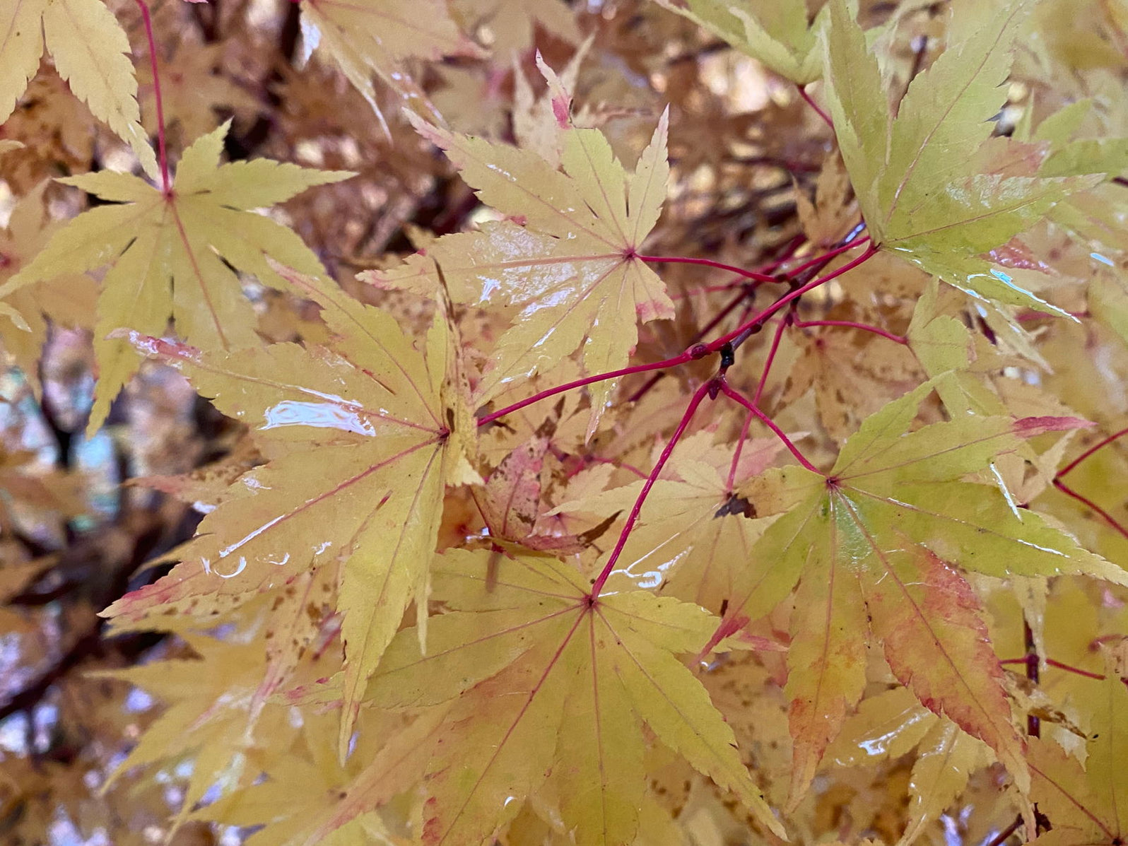 Buy Acer palmatum 'Beni kawa' Coral Bark Japanese Maple — Mr Maple ...