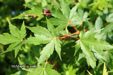 Buy Acer palmatum 'Beni kawa' Coral Bark Japanese Maple — Mr Maple ...