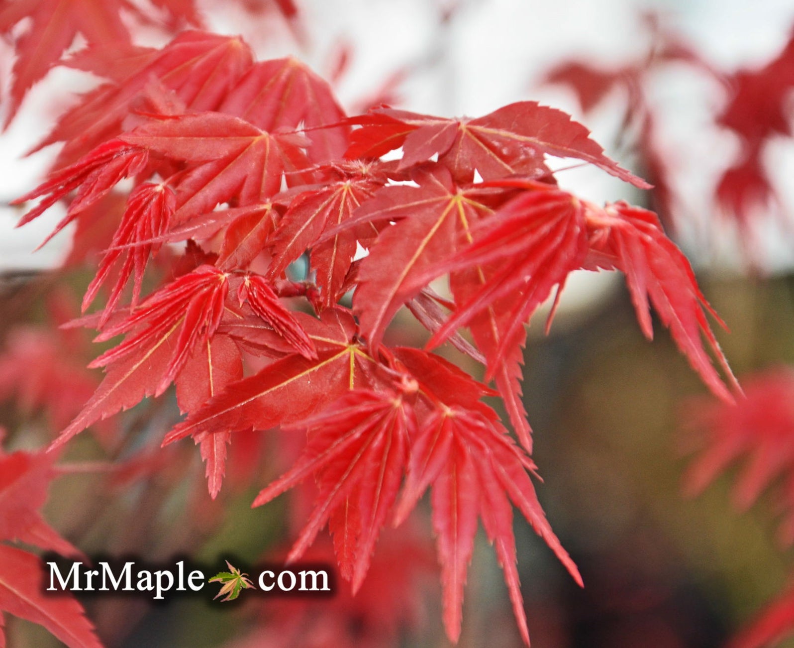 Buy Acer palmatum 'Beni maiko' Japanese Maple — Mr Maple │ Buy Japanese ...