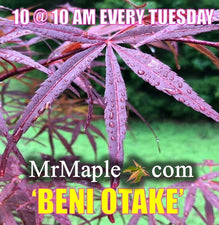Buy Acer palmatum Beni otake Red Bamboo Japanese Maple — Mr Maple │ Buy Japanese Maple Trees
