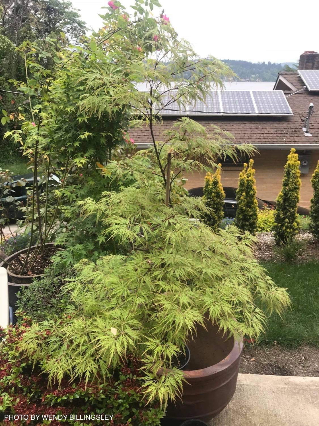 Buy Laceleaf Japanese Maples — Mr Maple │ Buy Japanese Maple Trees