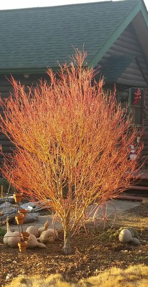 Buy Acer palmatum 'Bihou' Yellow Coral Bark Japanese Maple — Mr Maple ...