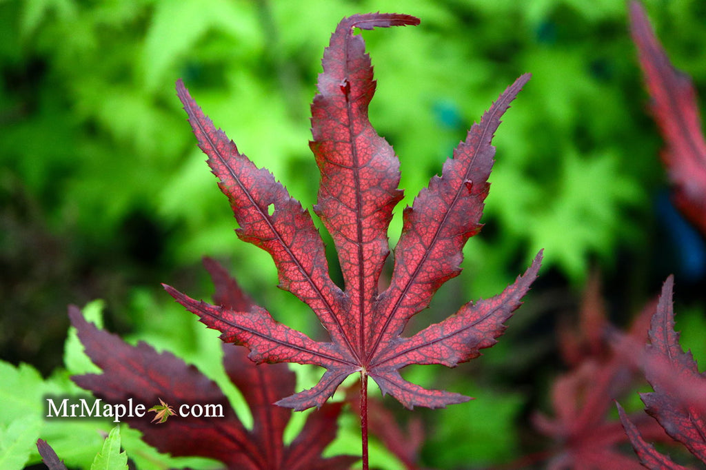 Buy Zone 8 Hardiness Japanese Maples — Mr Maple │ Buy Japanese Maple Trees