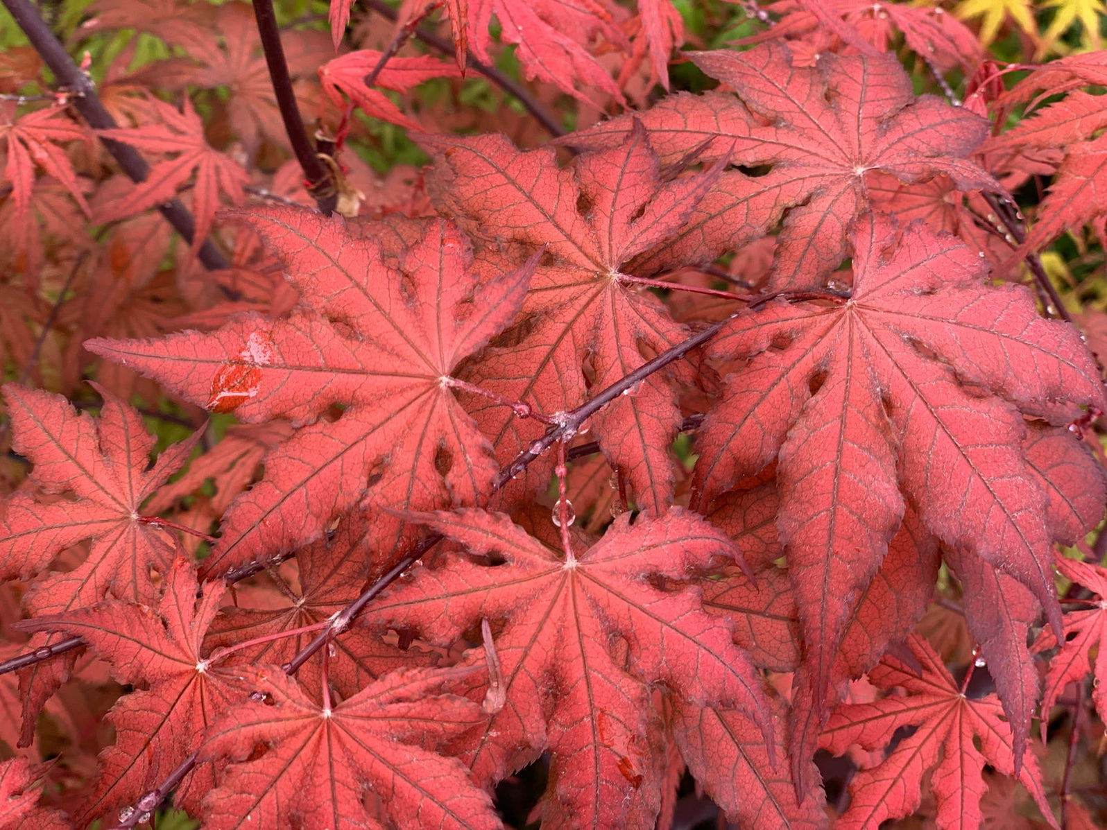 Buy Acer palmatum 'Black Hole' Japanese Maple — Mr Maple │ Buy Japanese ...