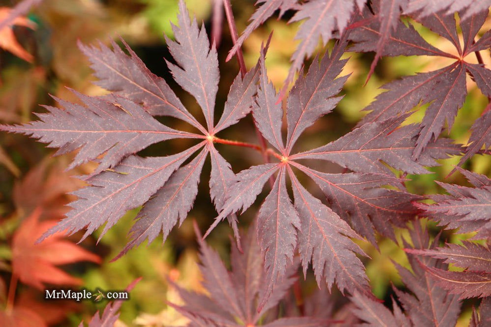 Buy Maples — Mr Maple │ Buy Japanese Maple Trees