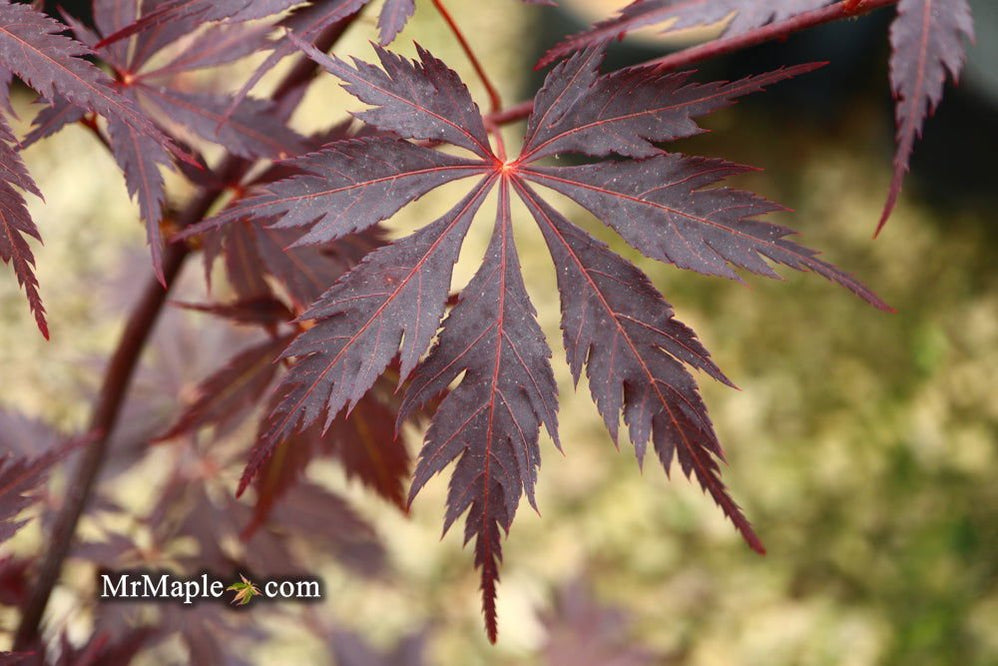 Buy Red Japanese Maples — Mr Maple │ Buy Japanese Maple Trees