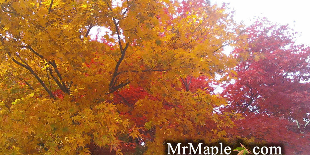 Buy Acer palmatum 'Blackbeard's Gold' Japanese Maple — Mr Maple │ Buy ...
