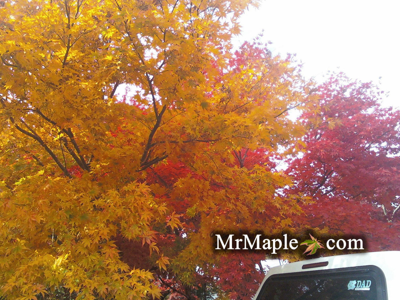 Buy Acer palmatum 'Blackbeard's Gold' Japanese Maple — Mr Maple │ Buy ...