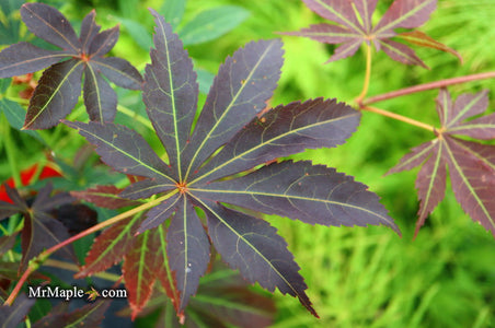 Buy Acer palmatum 'Blackbeard's Gold' Japanese Maple — Mr Maple │ Buy ...