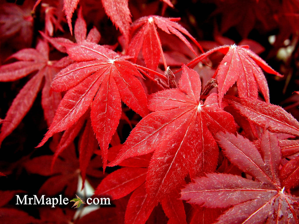 Buy Red Japanese Maples — Mr Maple │ Buy Japanese Maple Trees
