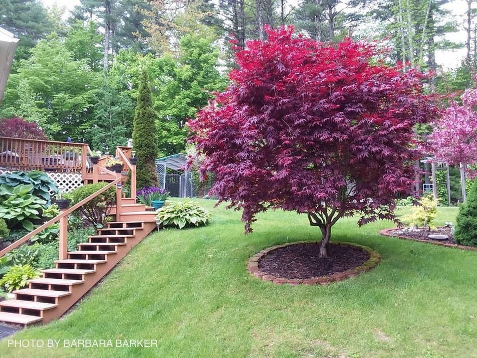 Buy Acer palmatum Bloodgood Red Japanese Maple Tree — Mr Maple │ Buy ...