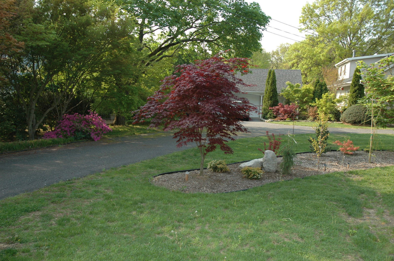 Buy Acer palmatum Bloodgood Red Japanese Maple Tree — Mr Maple │ Buy ...