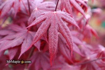 Buy Acer palmatum Bloodgood Red Japanese Maple Tree — Mr Maple │ Buy ...