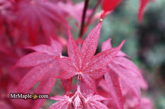 Buy Acer palmatum Bloodgood Red Japanese Maple Tree — Mr Maple │ Buy ...