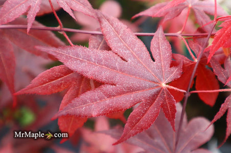 Buy Acer palmatum Bloodgood Red Japanese Maple Tree — Mr Maple │ Buy ...