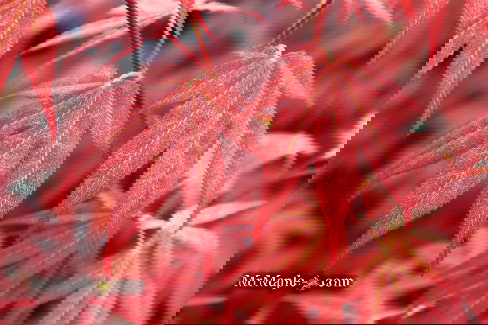 Buy Acer palmatum Bloodgood Red Japanese Maple Tree — Mr Maple │ Buy ...