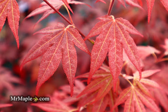 Buy Acer palmatum Bloodgood Red Japanese Maple Tree — Mr Maple │ Buy ...