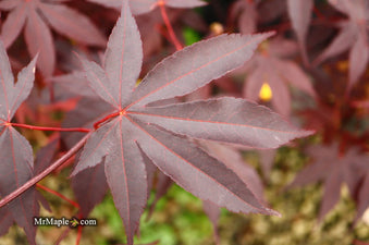 Buy Acer palmatum Bloodgood Red Japanese Maple Tree — Mr Maple │ Buy ...
