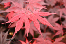 Buy Acer palmatum Bloodgood Red Japanese Maple Tree — Mr Maple │ Buy ...