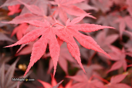 Buy Acer palmatum Bloodgood Red Japanese Maple Tree — Mr Maple │ Buy ...