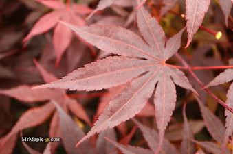 Buy Acer palmatum Bloodgood Red Japanese Maple Tree — Mr Maple │ Buy ...
