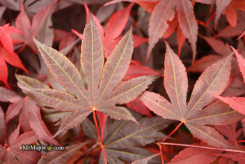 Buy Acer palmatum Bloodgood Red Japanese Maple Tree — Mr Maple │ Buy ...