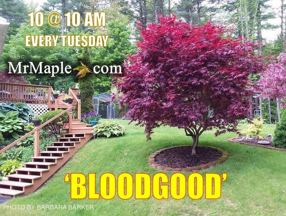 Buy Acer palmatum Bloodgood Red Japanese Maple Tree — Mr Maple │ Buy ...