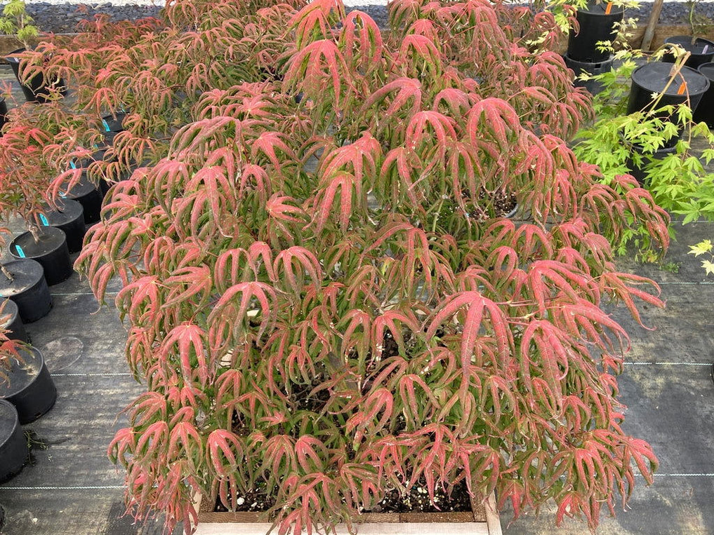 Buy Acer palmatum 'Bloody Talons' Rare Japanese Maple — Mr Maple │ Buy ...