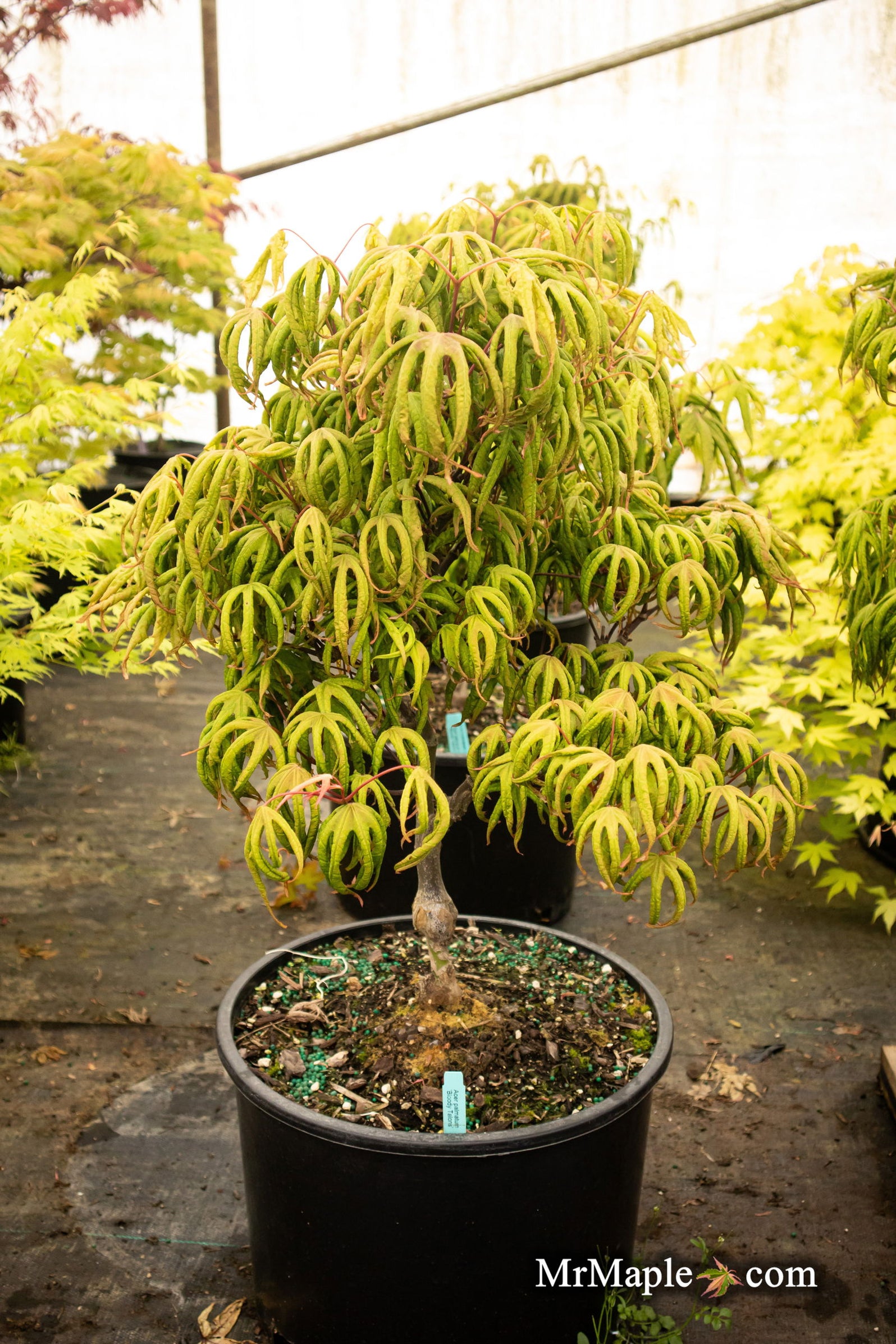 Buy Acer palmatum 'Bloody Talons' Rare Japanese Maple — Mr Maple │ Buy Japanese Maple Trees