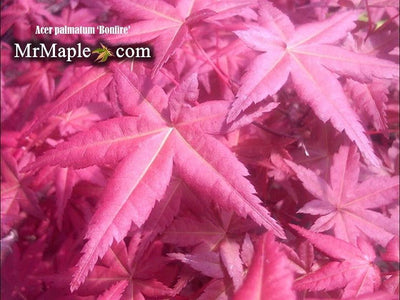 Buy Acer palmatum 'Bonfire' Japanese Maple — Mr Maple │ Buy Japanese ...