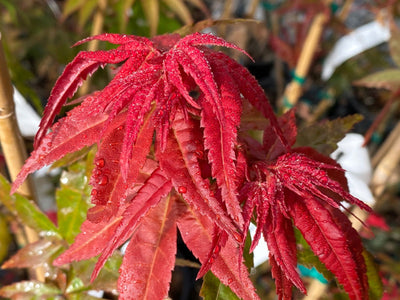 Buy Acer palmatum 'Bonfire' Japanese Maple — Mr Maple │ Buy Japanese ...