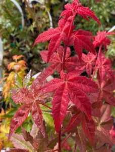 Buy Acer palmatum 'Bonfire' Japanese Maple — Mr Maple │ Buy Japanese ...