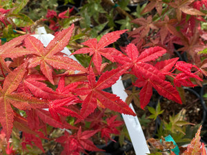 Buy Acer palmatum 'Bonfire' Japanese Maple — Mr Maple │ Buy Japanese ...