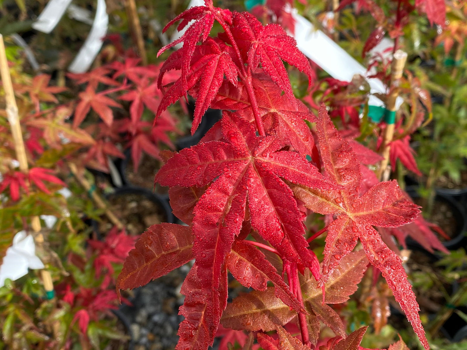 Buy Acer palmatum 'Bonfire' Japanese Maple — Mr Maple │ Buy Japanese ...