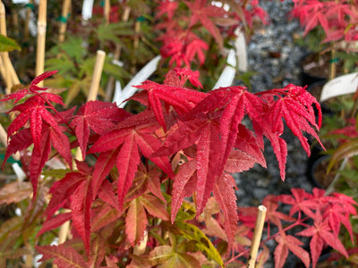 Buy Acer palmatum 'Bonfire' Japanese Maple — Mr Maple │ Buy Japanese ...