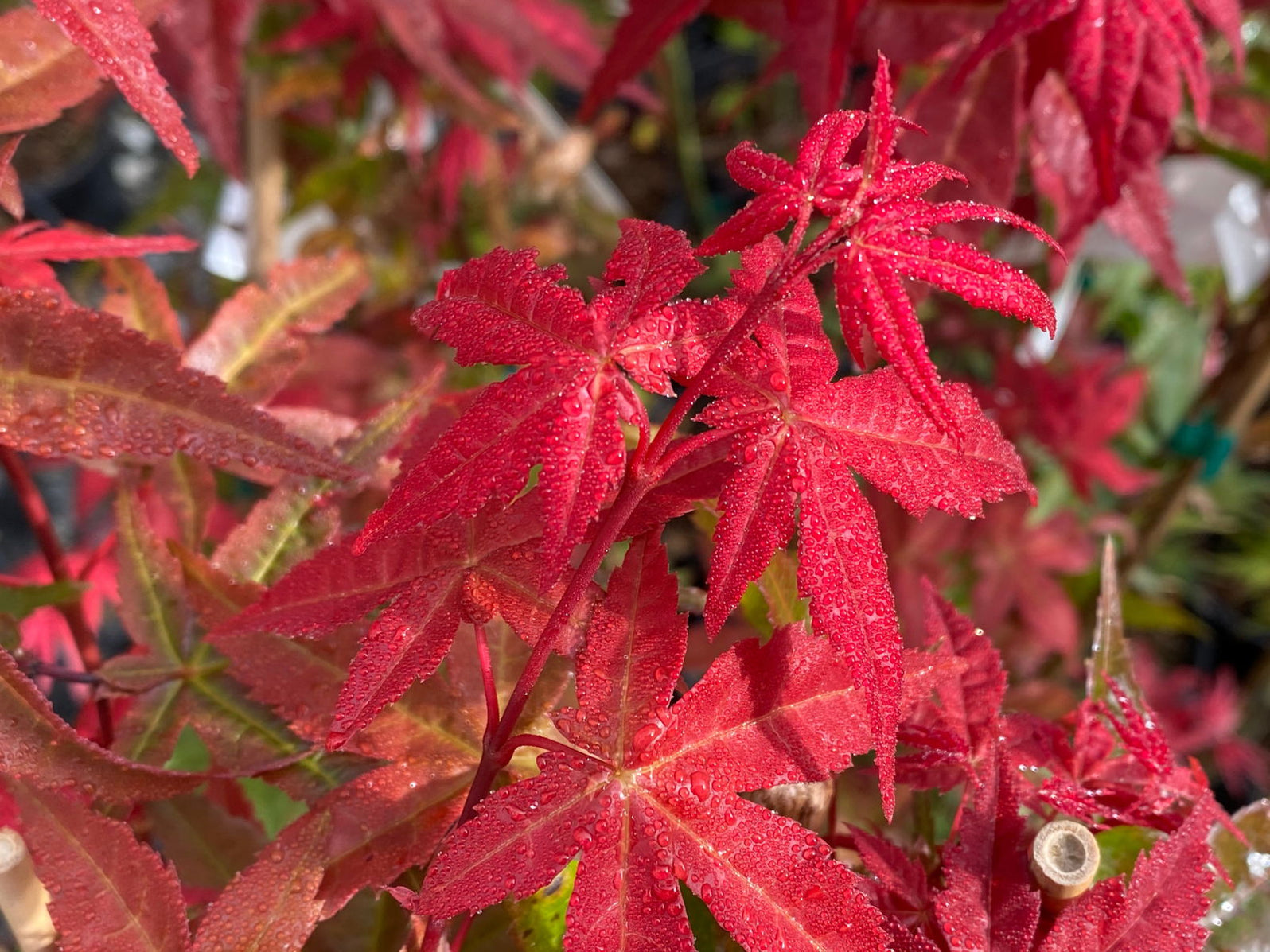 Buy Acer palmatum 'Bonfire' Japanese Maple — Mr Maple │ Buy Japanese ...