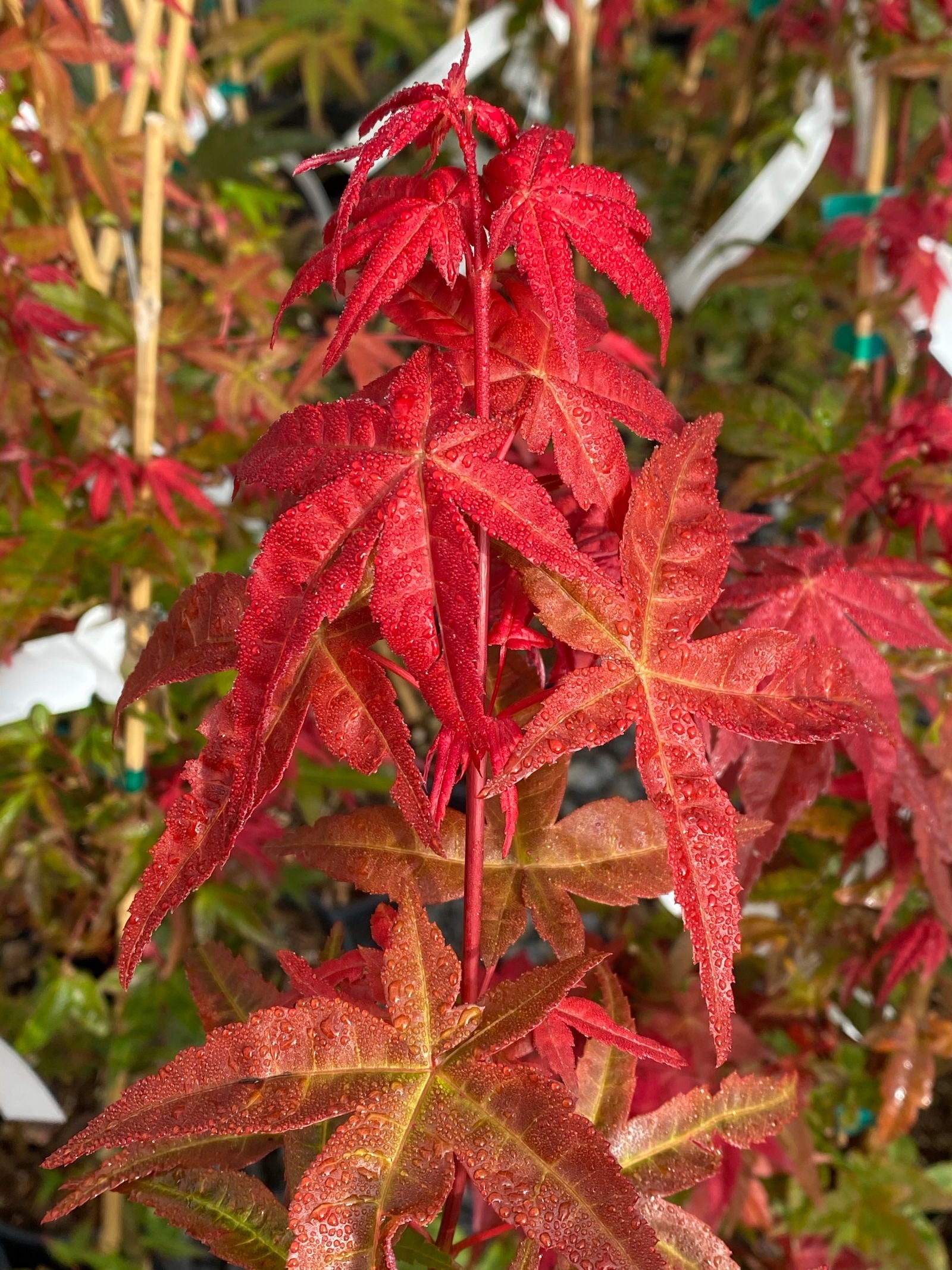 Buy Acer palmatum 'Bonfire' Japanese Maple — Mr Maple │ Buy Japanese ...