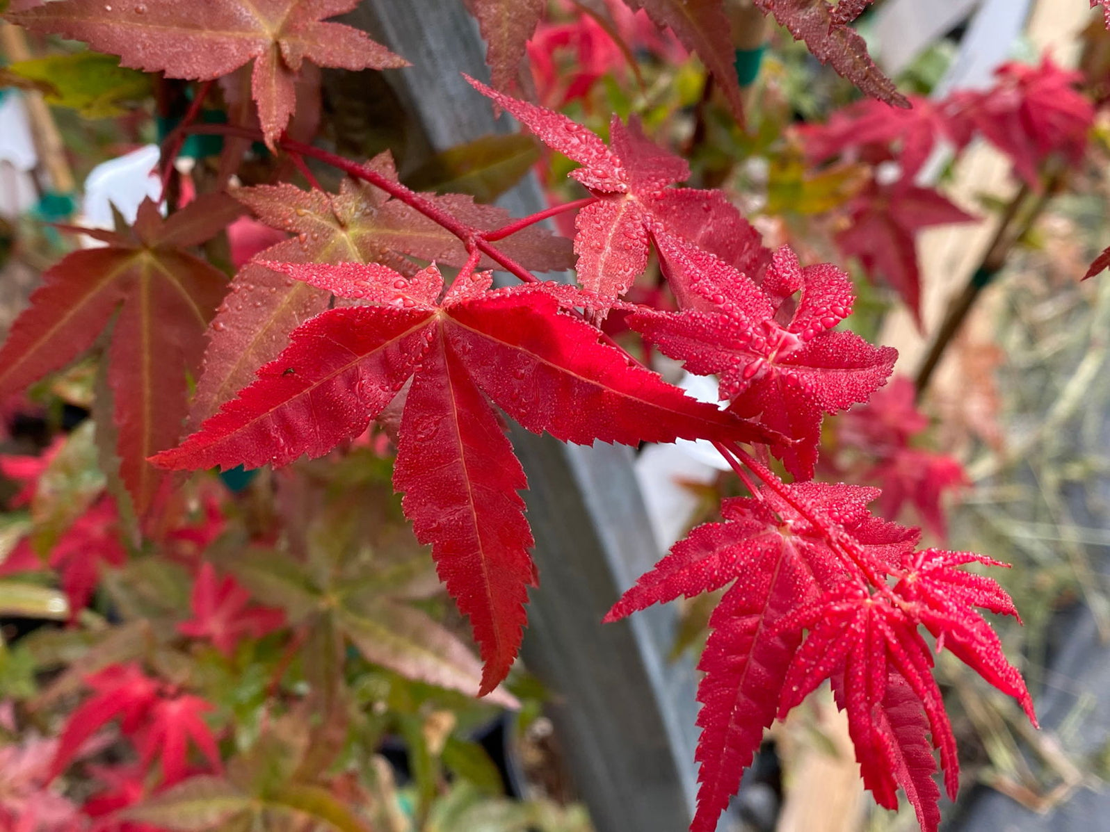 Buy Acer palmatum 'Bonfire' Japanese Maple — Mr Maple │ Buy Japanese ...