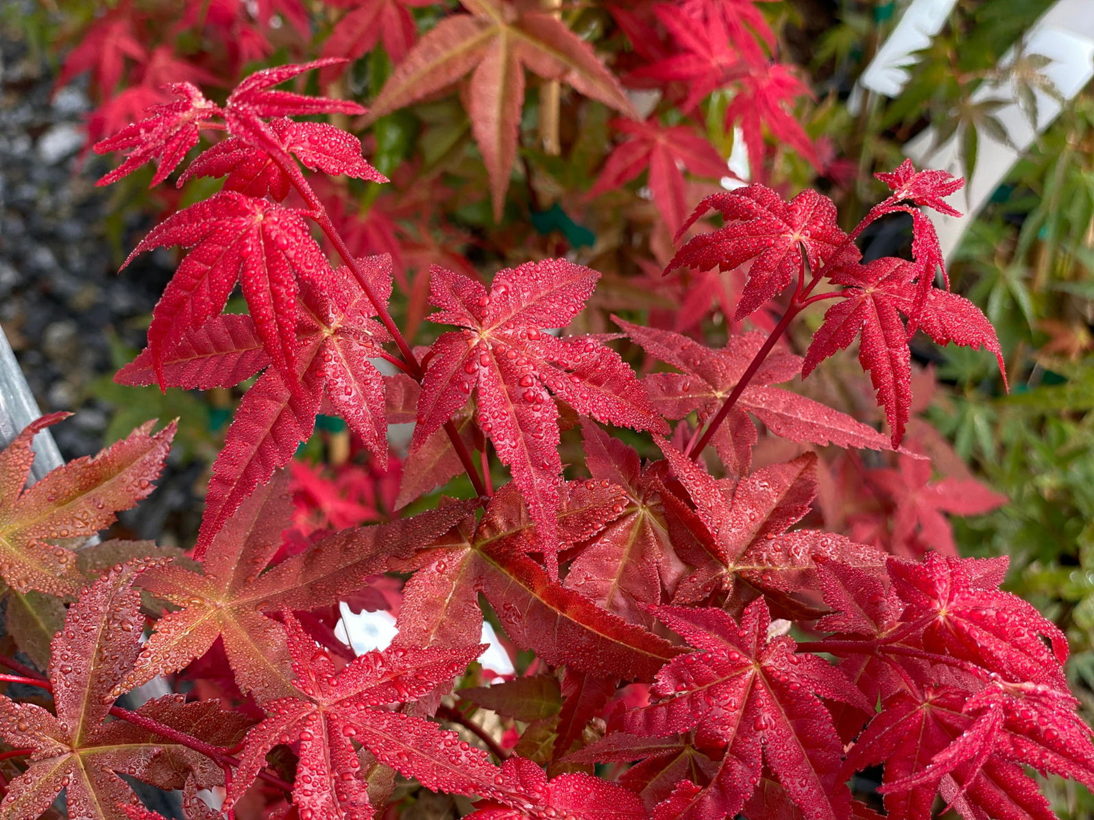 Buy Acer palmatum 'Bonfire' Japanese Maple — Mr Maple │ Buy Japanese ...