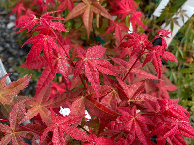 Buy Acer palmatum 'Bonfire' Japanese Maple — Mr Maple │ Buy Japanese ...