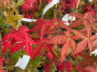 Buy Acer palmatum 'Bonfire' Japanese Maple — Mr Maple │ Buy Japanese ...