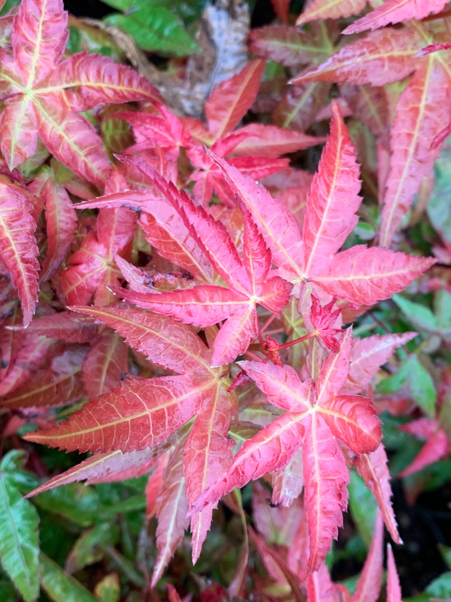 Buy Acer palmatum 'Bonfire' Japanese Maple — Mr Maple │ Buy Japanese ...