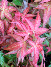 Buy Acer palmatum 'Bonfire' Japanese Maple — Mr Maple │ Buy Japanese ...