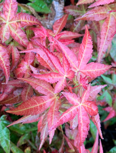 Buy Acer palmatum 'Bonfire' Japanese Maple — Mr Maple │ Buy Japanese ...